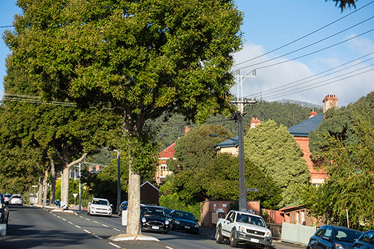 Increasing the tree canopy - City of Hobart, Tasmania Australia