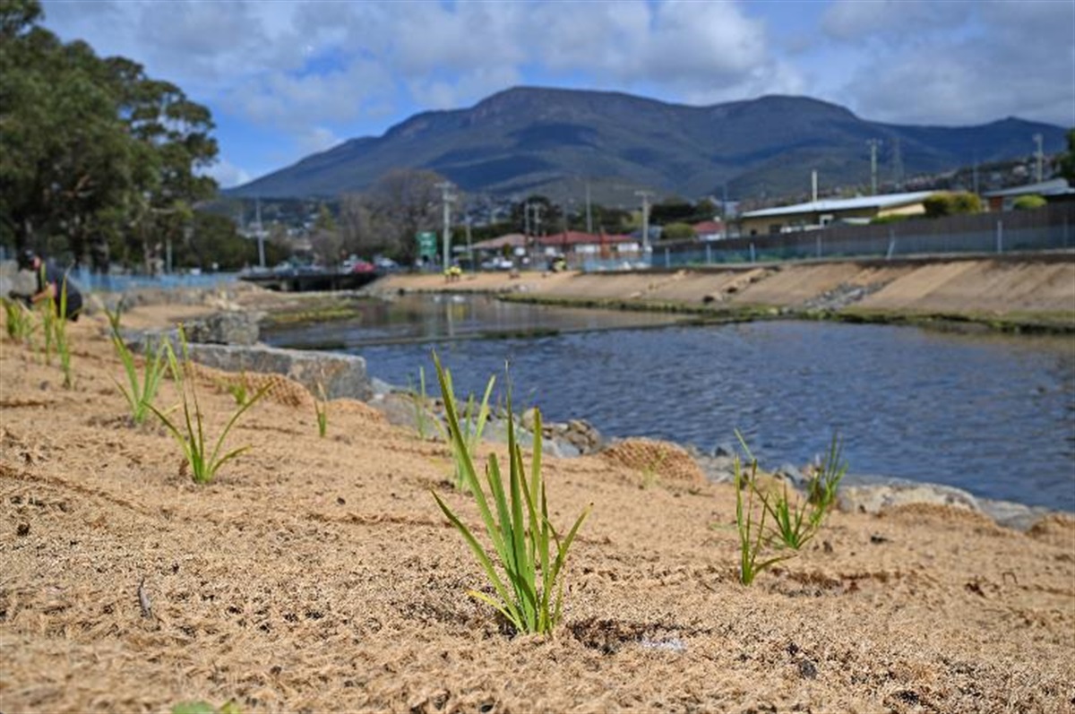 Wild about waterways: Nature triumphs in $2 million rivulet rewilding ...